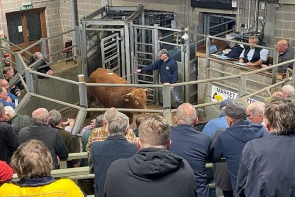 Prime Cattle Sales – Market Drayton Livestock Market