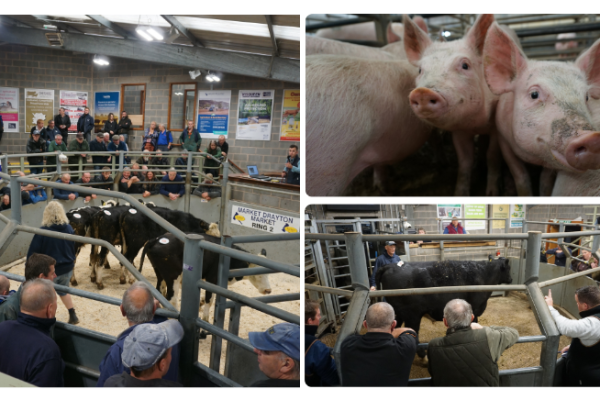 Weanling Sales – Market Drayton Livestock Market