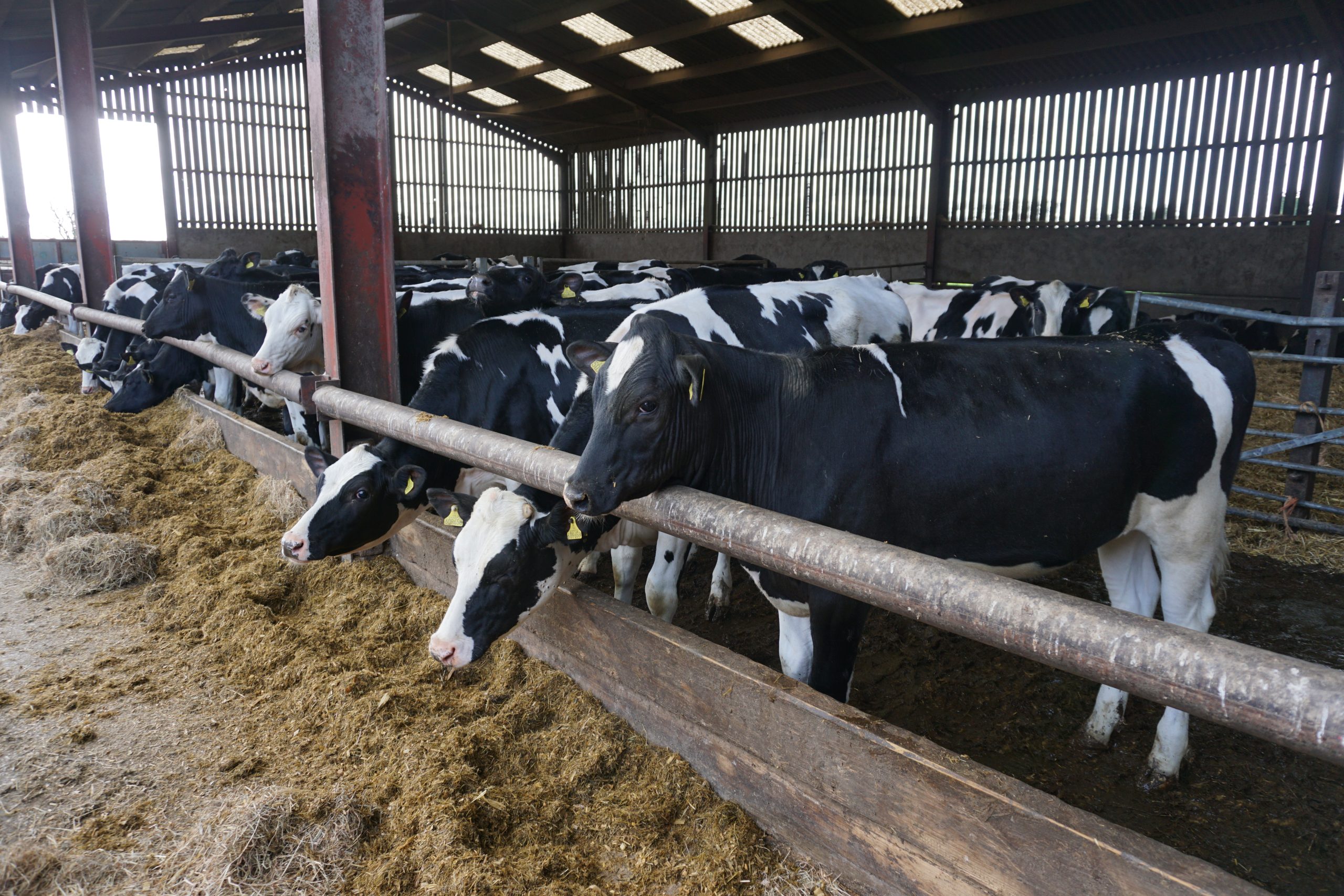 Dairy Dispersal Sale On Behalf of Willis Dairy Farmers Ltd – Market ...