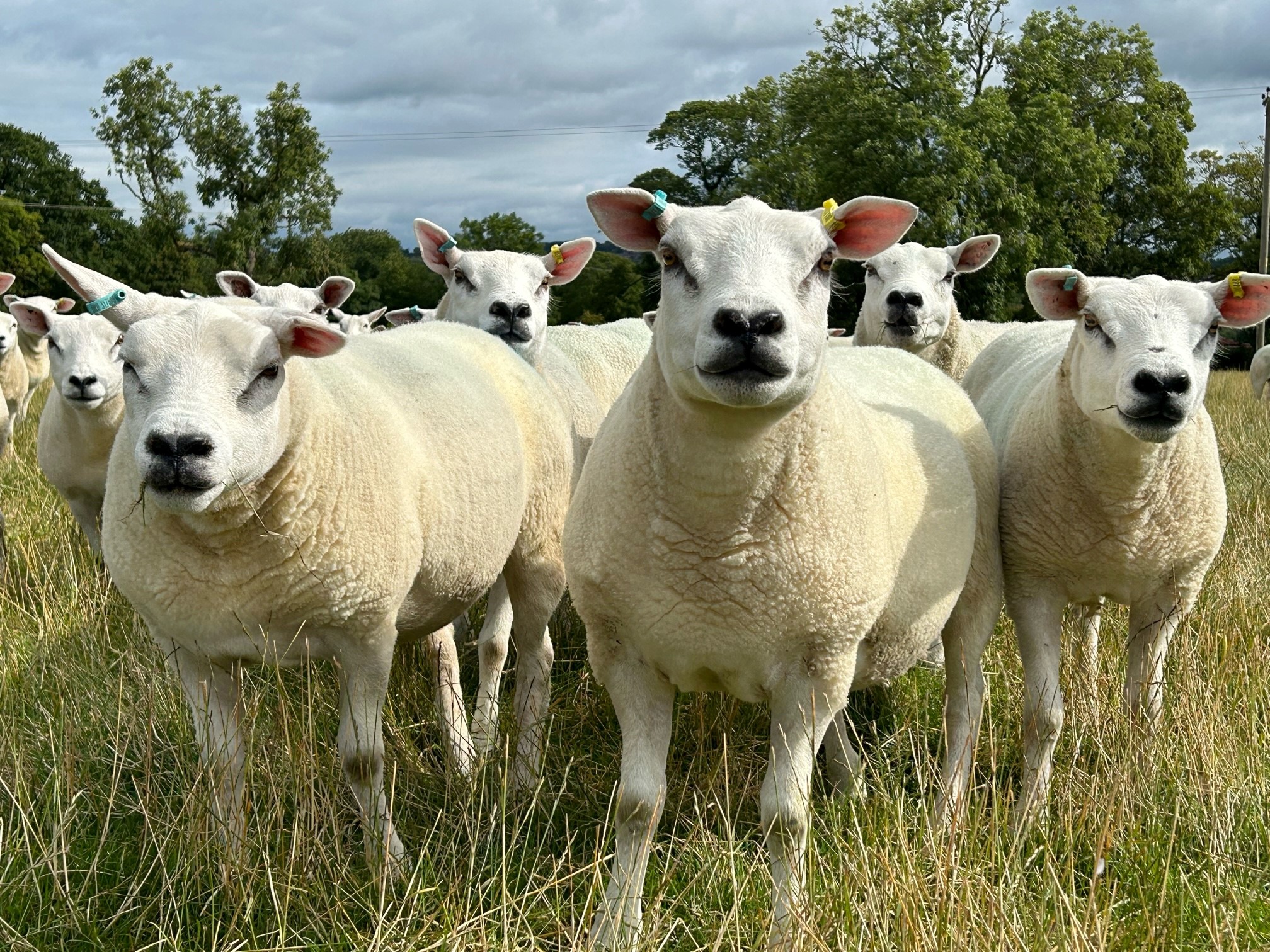 August Sheep Fair – Market Drayton Livestock Market
